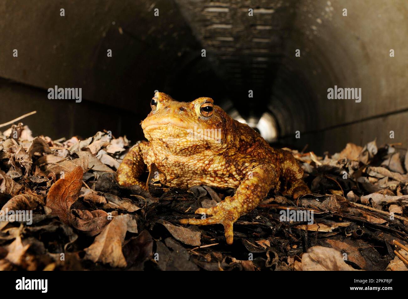 Common toad, common toads (Bufo bufo), Amphibians, Other animals, Frogs ...