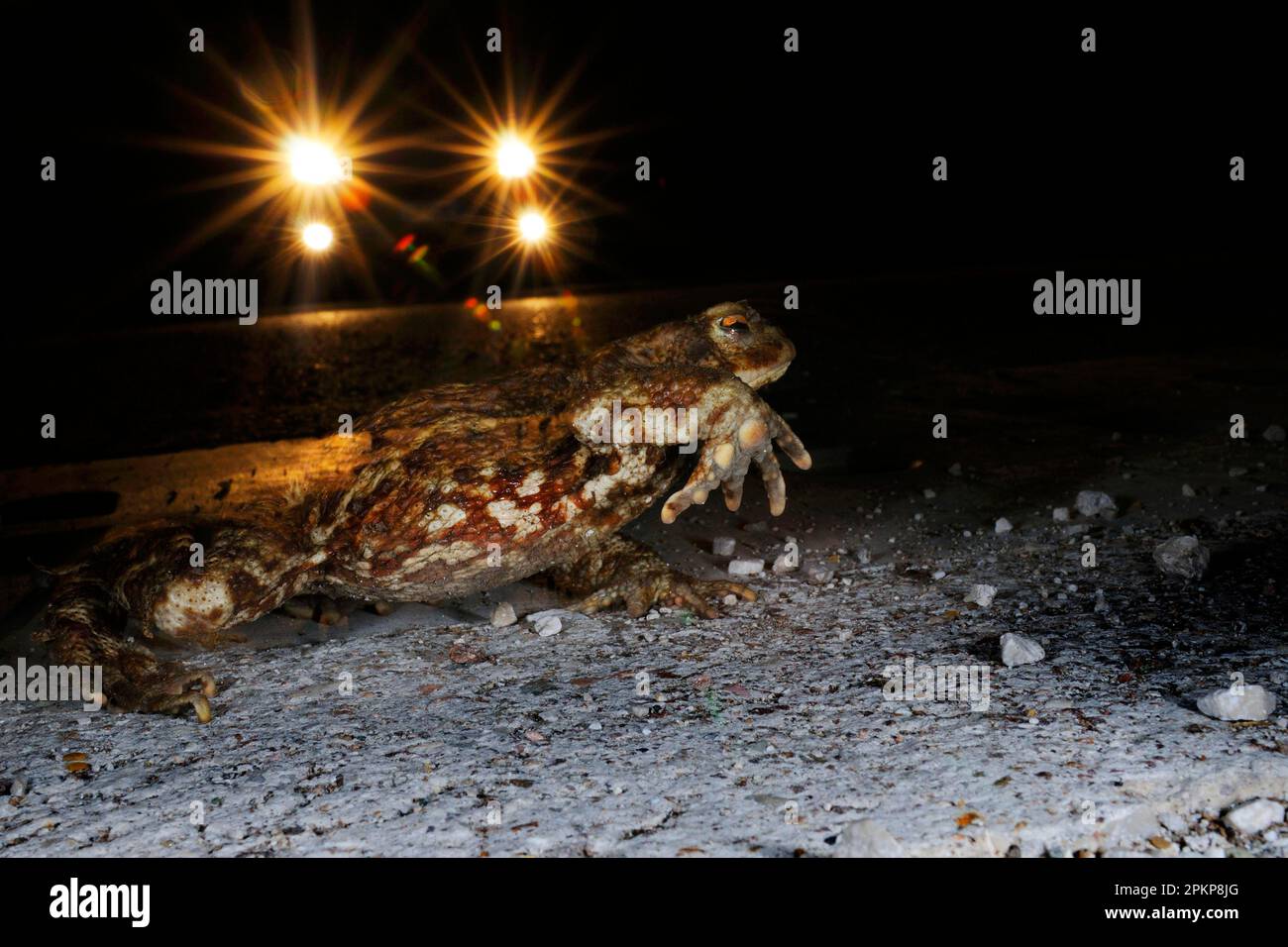 Common toad, common toads (Bufo bufo), Amphibians, Other animals, Frogs ...