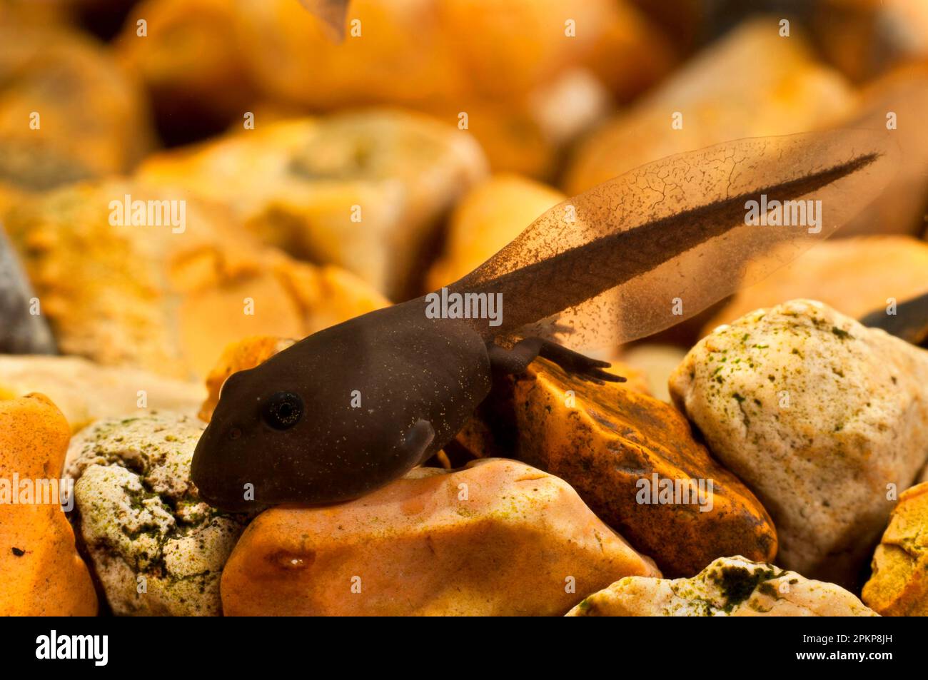 Common common toad (Bufo bufo) tadpole undergoing metamorphosis, with ...