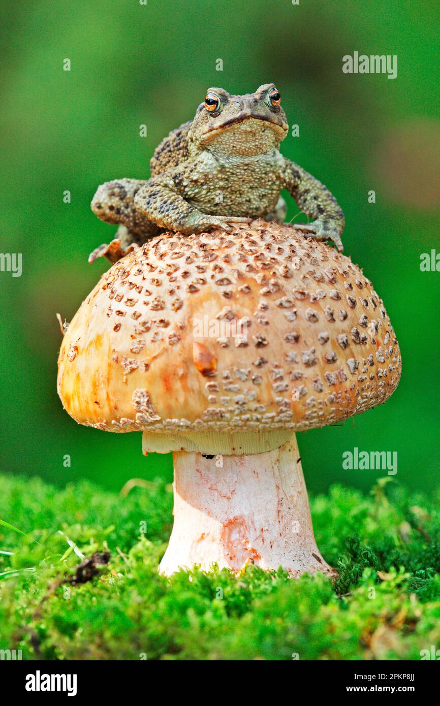 Toadstool frog hi-res stock photography and images - Alamy