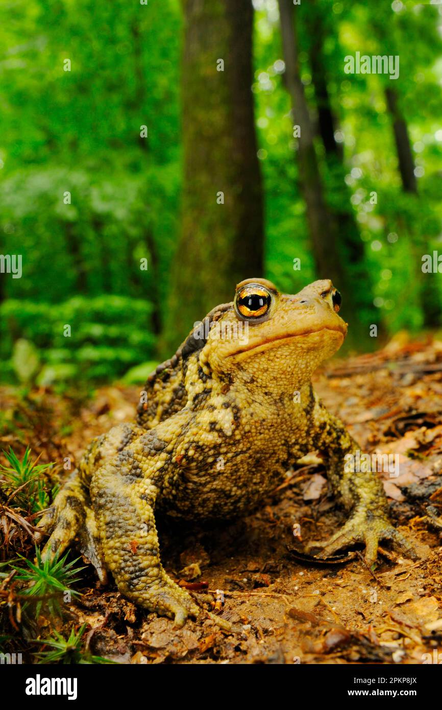Common toad, common toads (Bufo bufo), Amphibians, Other animals, Frogs ...