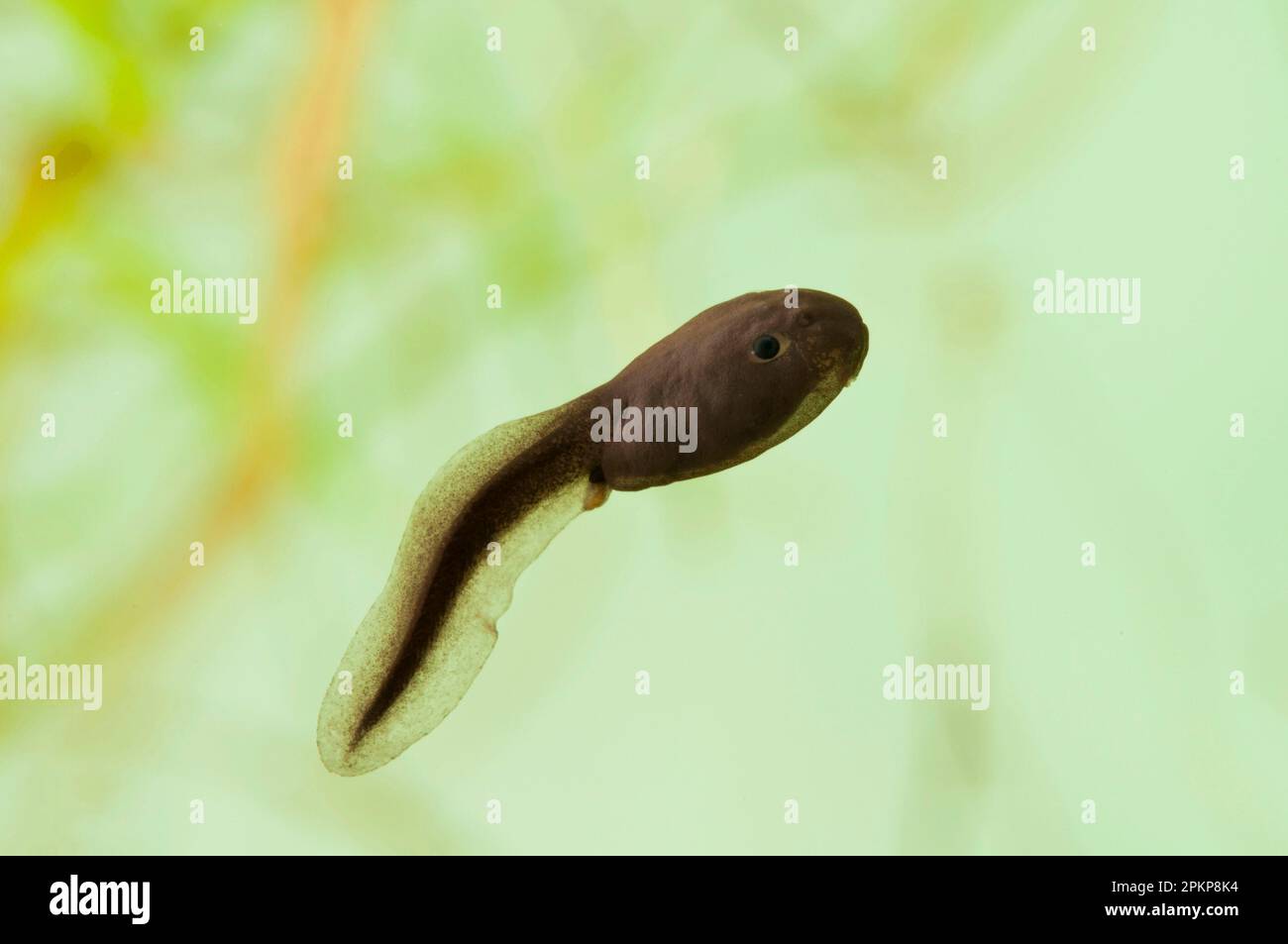 Common toad (Bufo bufo) tadpole, swimming, Belvedere, Bexley, Kent ...