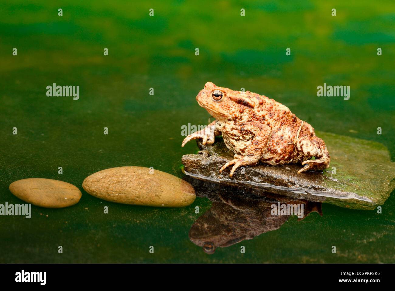 Common toad, common toads (Bufo bufo), Amphibians, Other animals, Frogs ...