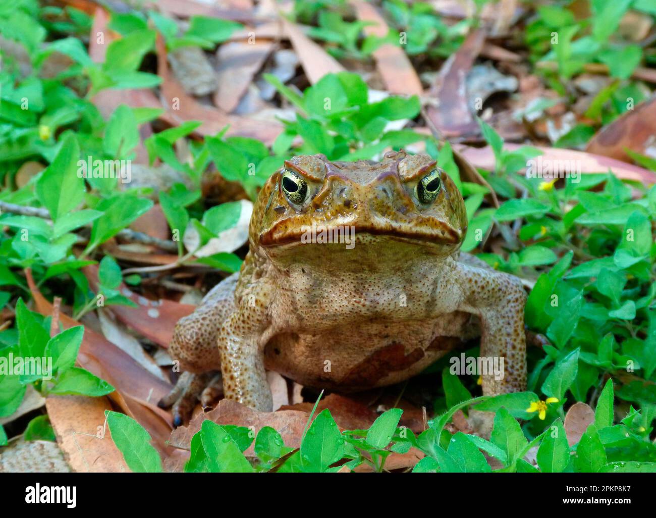 Green toad (Rhinella marinus) introduced species, adult, sitting amidst ...