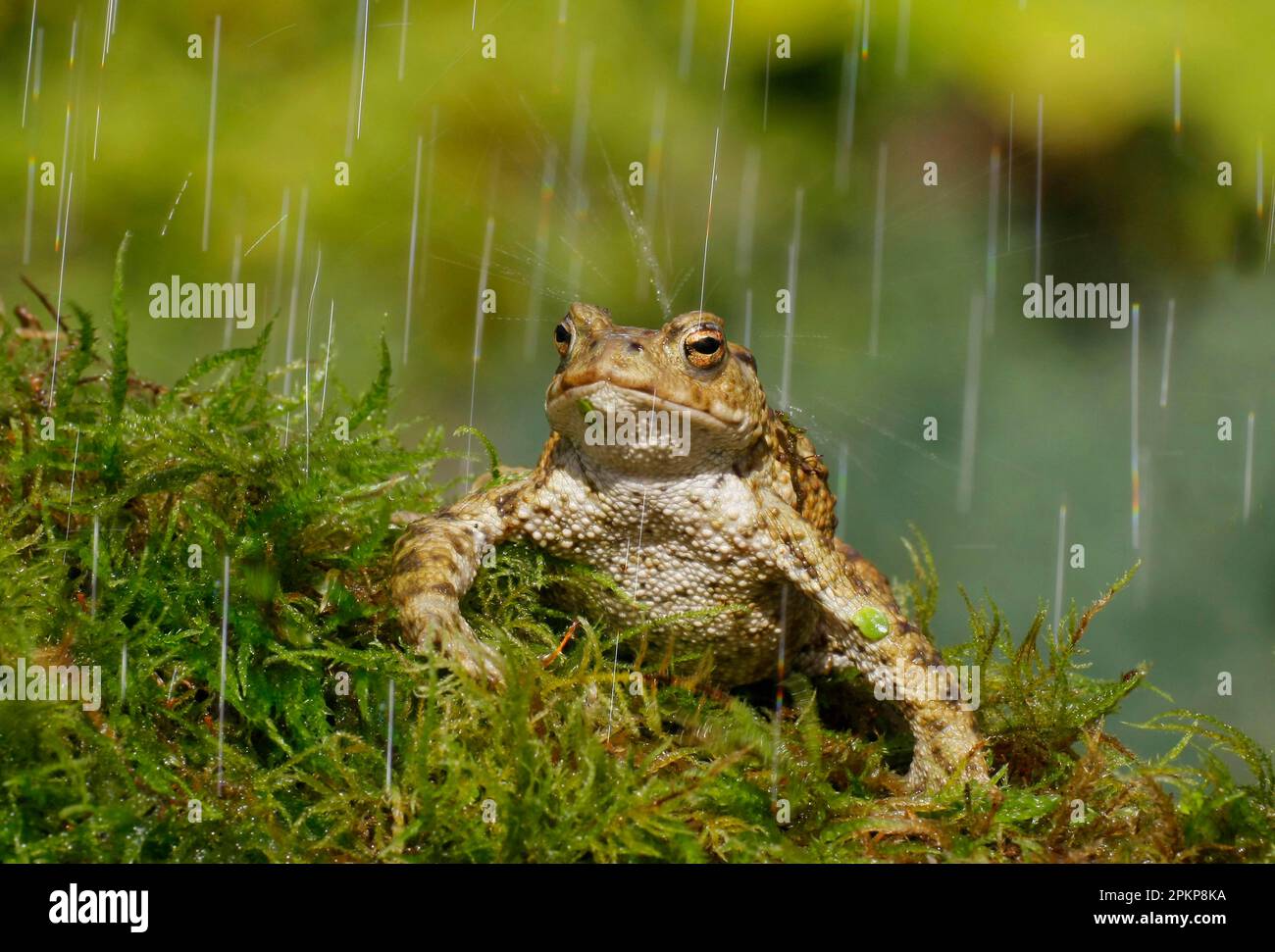 Common toad, common toads (Bufo bufo), Amphibians, Other animals, Frogs ...
