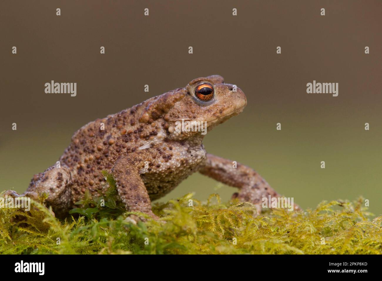 Common toad, common toads (Bufo bufo), Amphibians, Other animals, Frogs, Toad, Toads, Animals ...