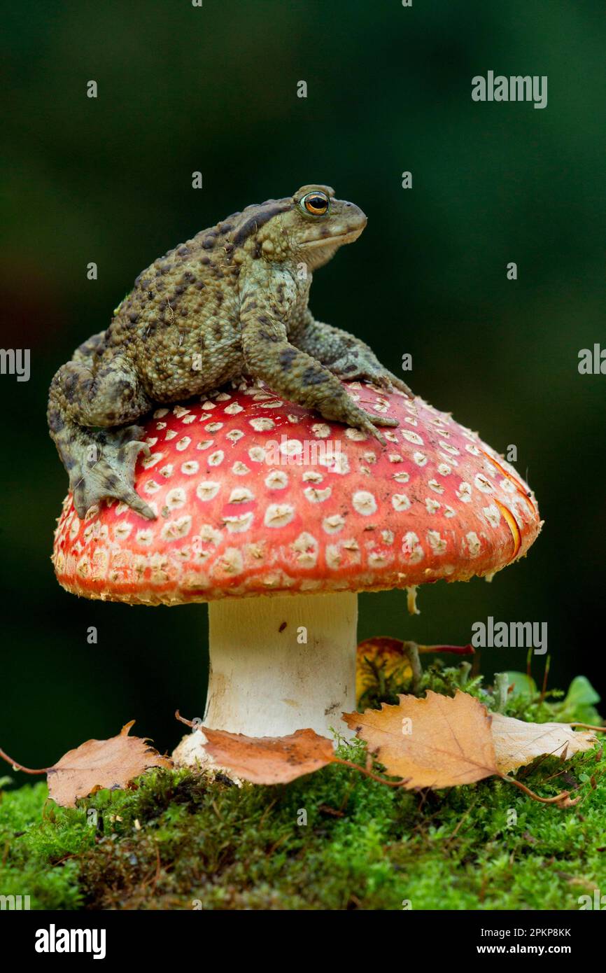 Common Toad (Bufo bufo) adult, sitting on Fly Agaric (Amanita muscaria ...