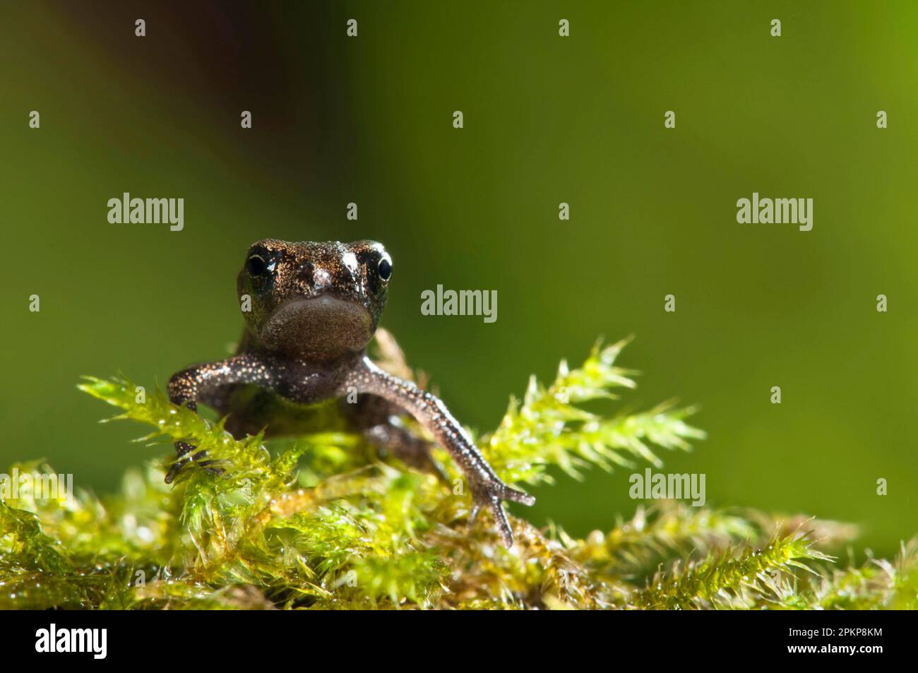 Common toad, common toads (Bufo bufo), Amphibians, Other animals, Frogs ...
