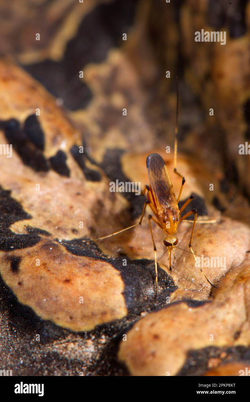 Cane toad at amazonia hi-res stock photography and images - Alamy