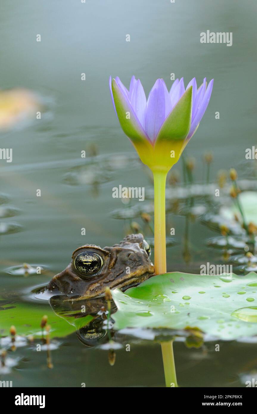 Cane toad (Rhinella marinus) adult, head on water surface next to lily ...