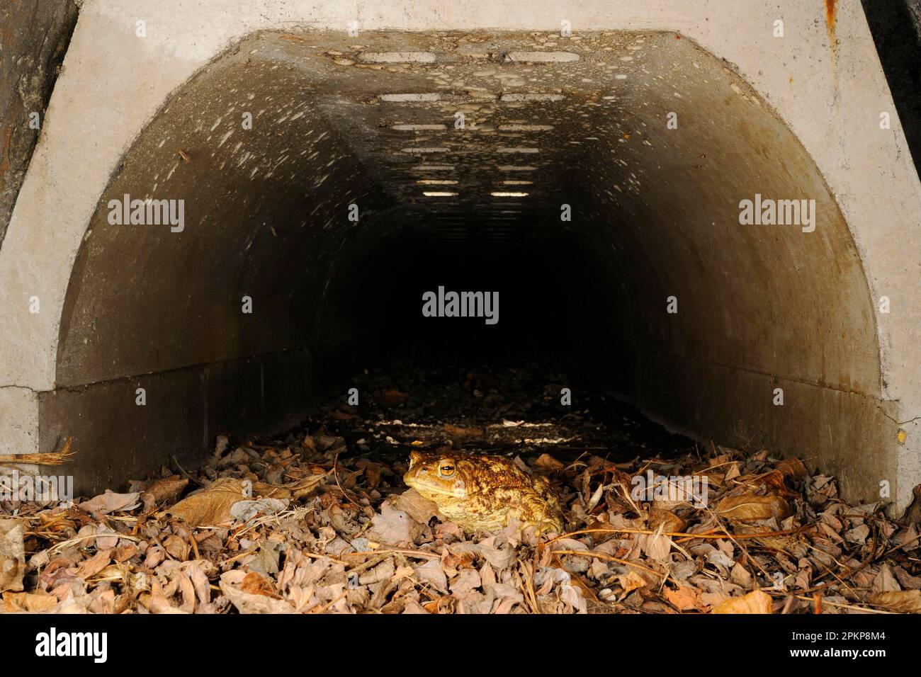 Homemade Underground Tunnel