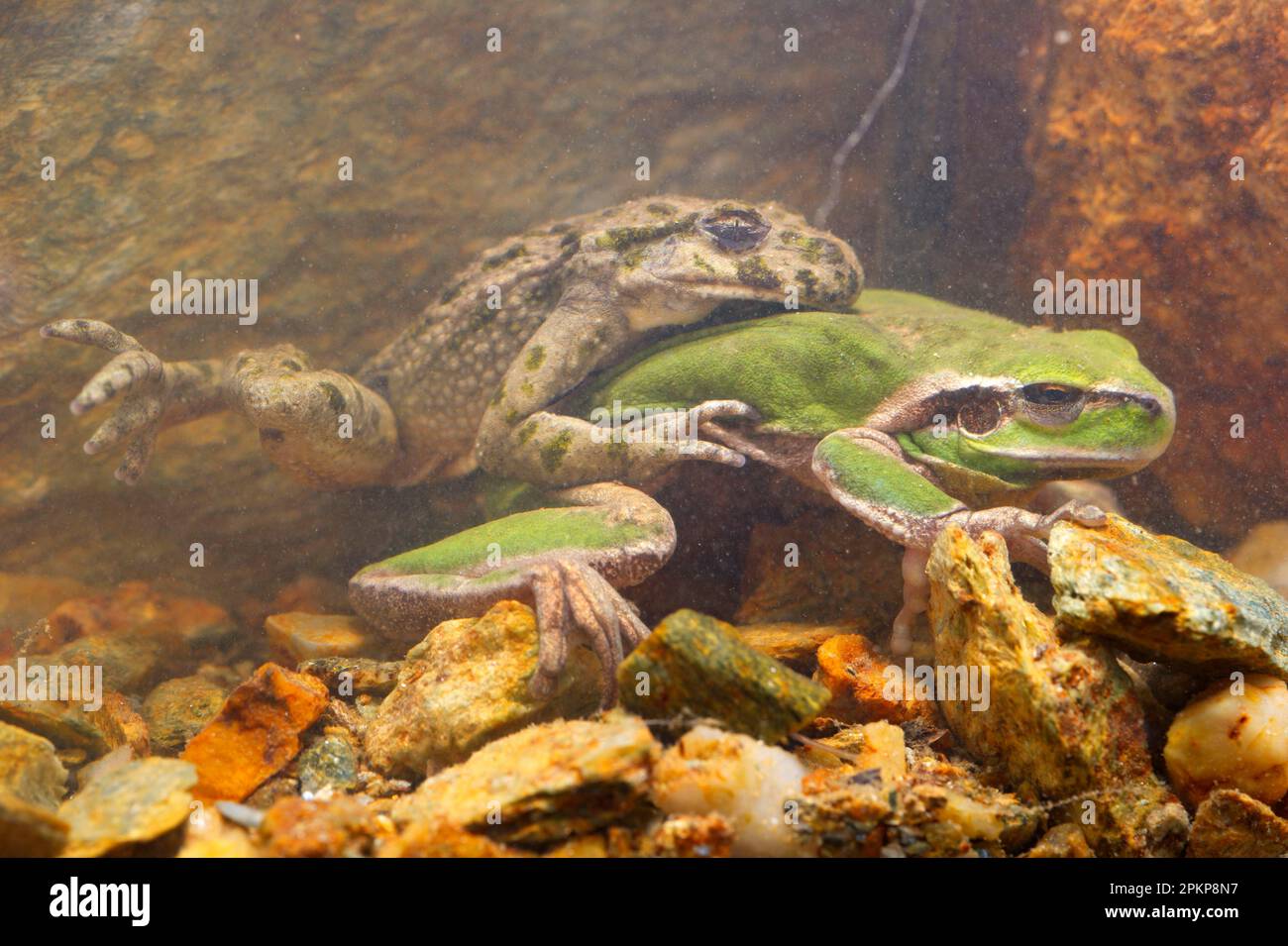 Common Parsley Frog (Pelodytes punctatus) and Stripeless Treefrog (Hyla ...