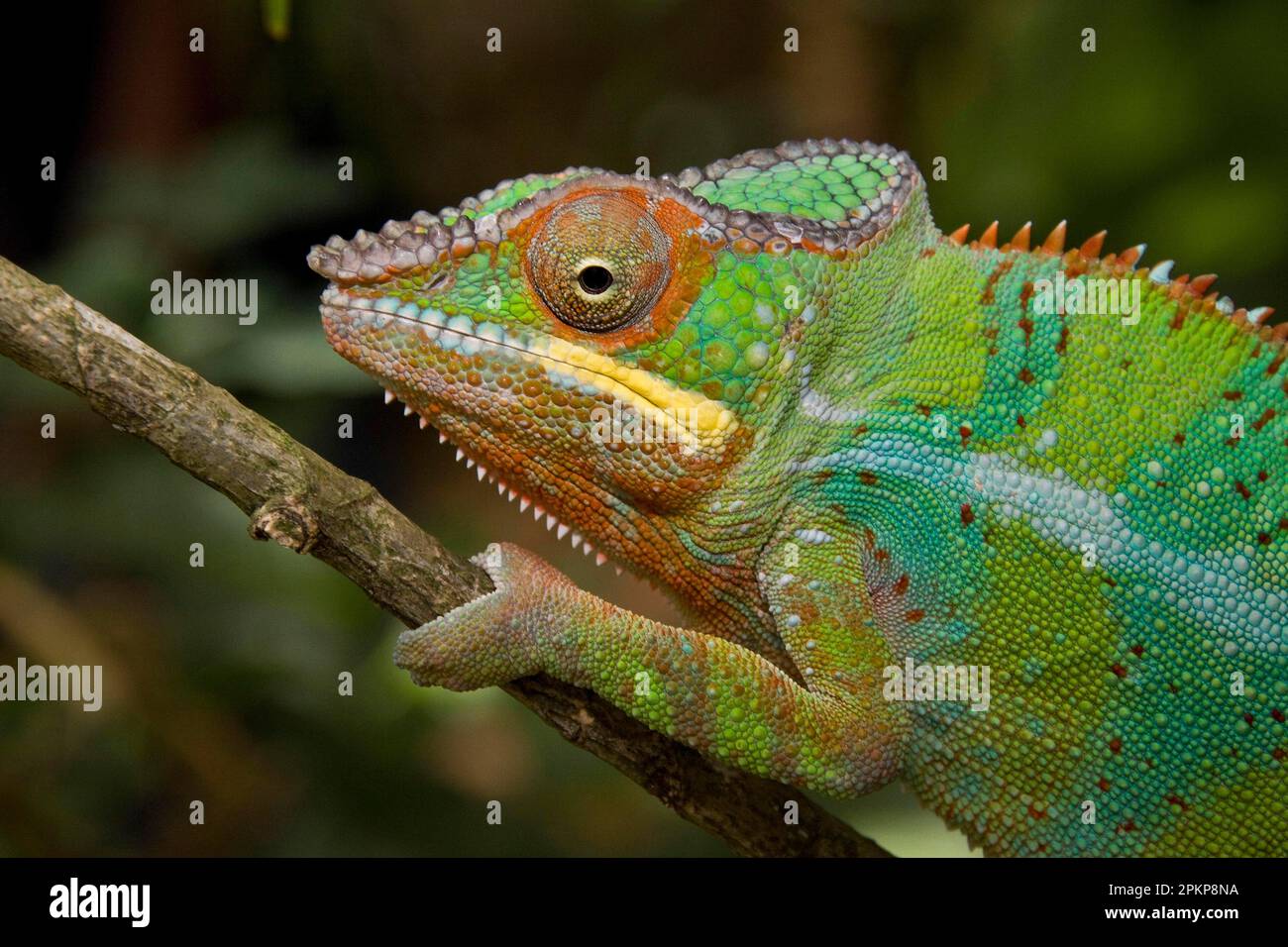 Panther chameleon, Panther chameleons, Other animals, Chameleons ...