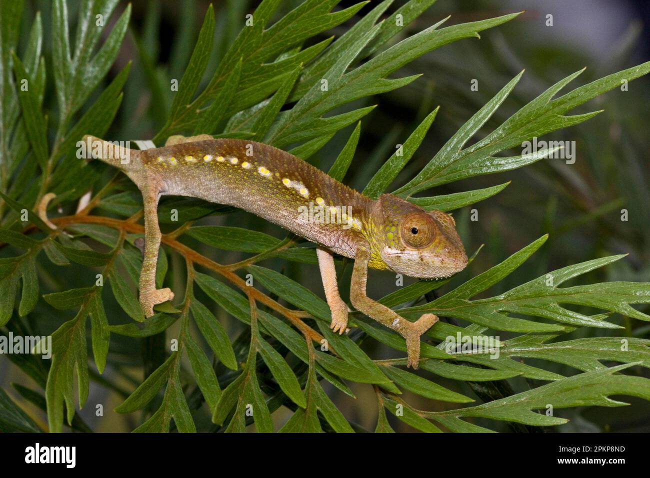 Spiny-backed or madagascar giant chameleon (Furcifer verrucosus Stock ...