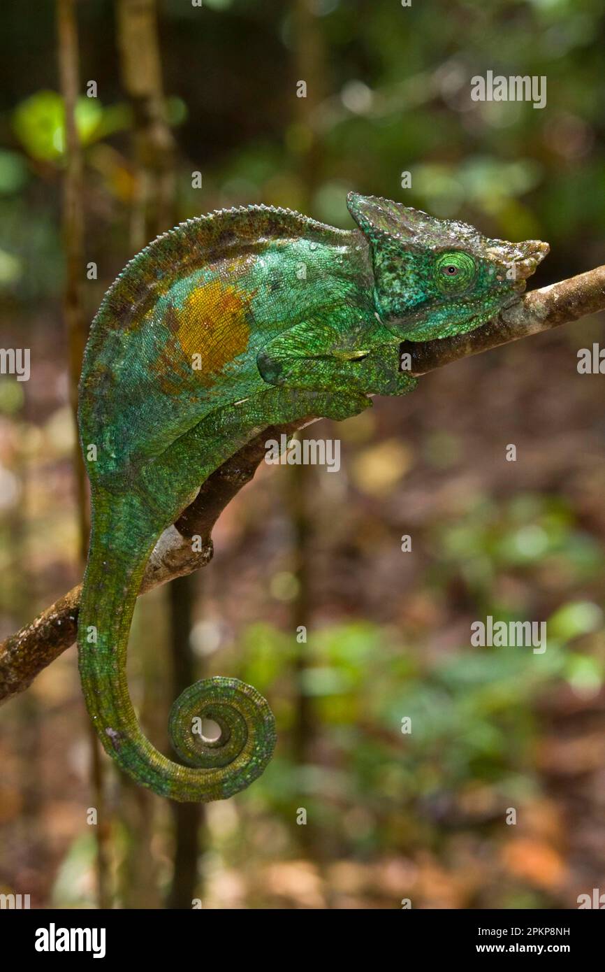 Chamaleo parsonii, Parsons Chameleon, Parsons Chameleons, Other Animals ...