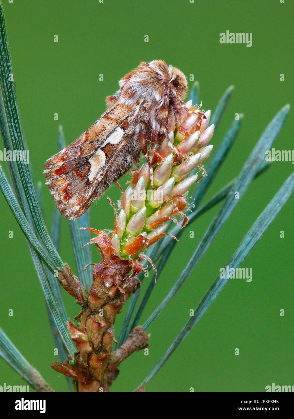 Jaw owls hi-res stock photography and images - Alamy