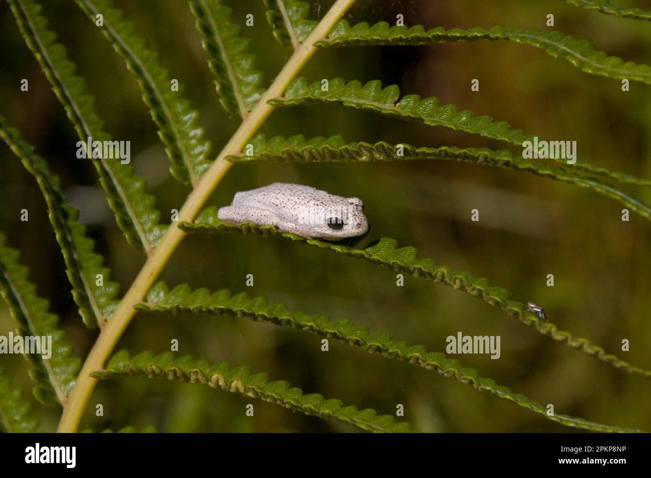 x(Painted Reed Frog Species Okavango Delta Stock Photo - Alamy
