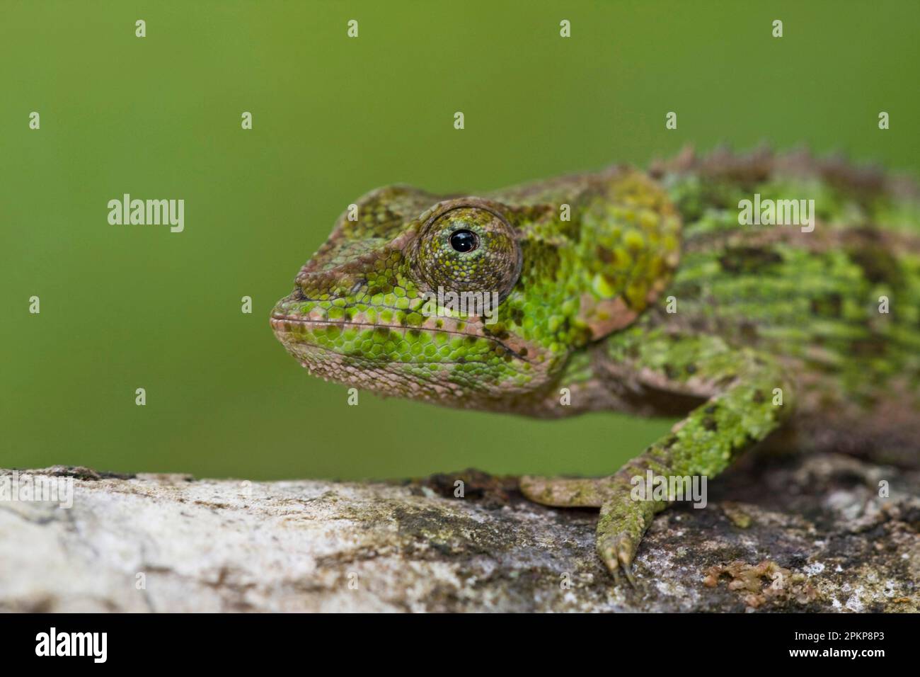 Short-horned chameleon (Calumma brevicorne), Andasibe, Madagascar ...