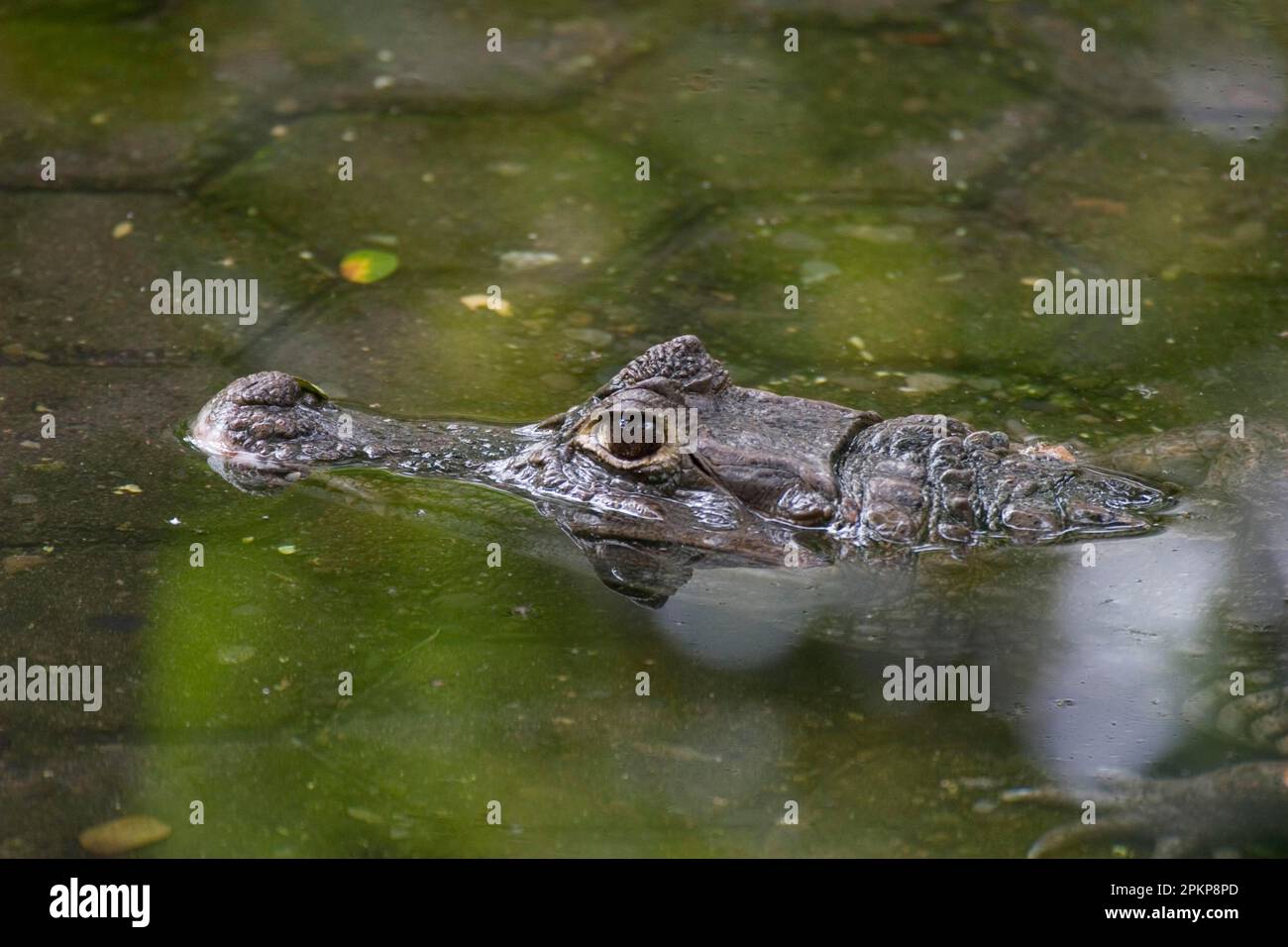 Spectacled caiman, Crocodile caiman, Spectacled caiman, Crocodile ...