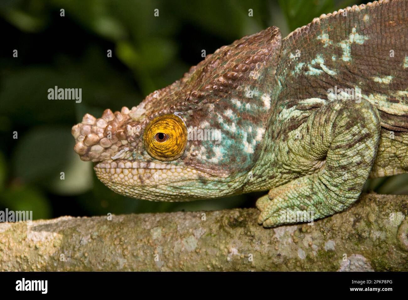 Chamaleo parsonii, Parsons Chameleon, Parsons Chameleons, Other Animals ...