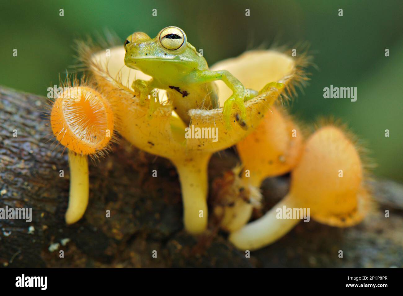 Gunther's banded tree frog (Hypsiboas fasciatus), subadult, emerged ...