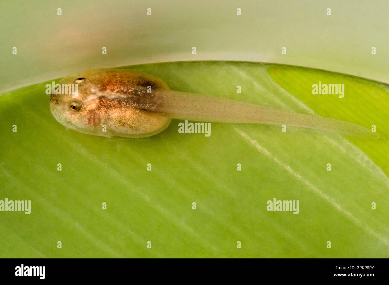 Tadpole with golden poison dart frog (Colostethus beebei), in the basin ...