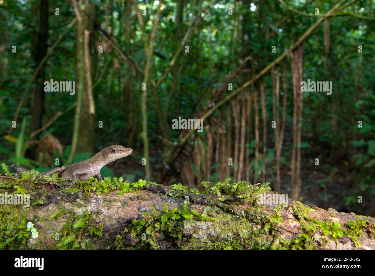 Slender adult Anolis fuscoauratus (Anolis fuscoauratus), standing on a ...