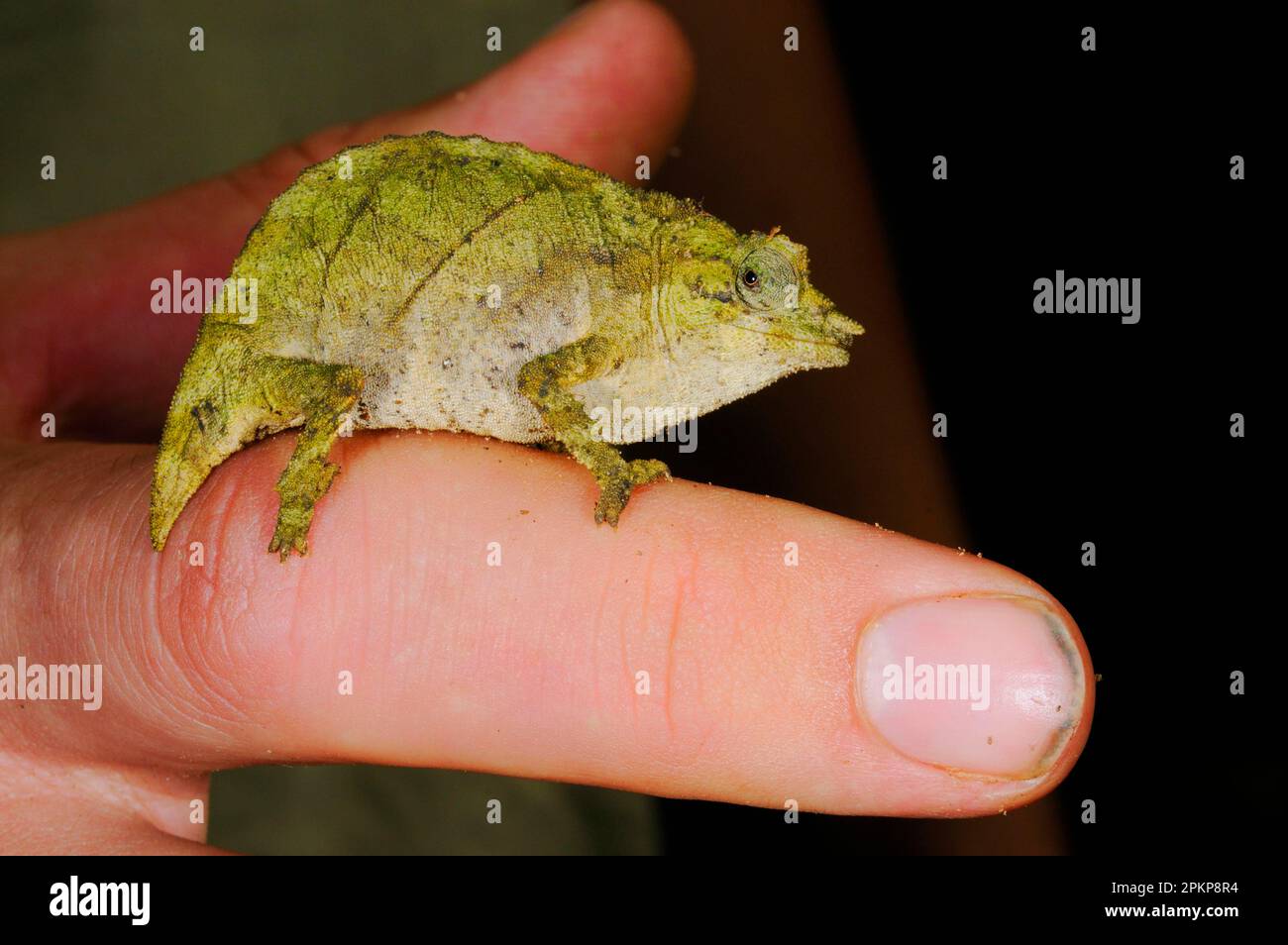 Boulenger's Pygmy Chameleon (Rhampholeon boulengeri) adult, clinging to ...