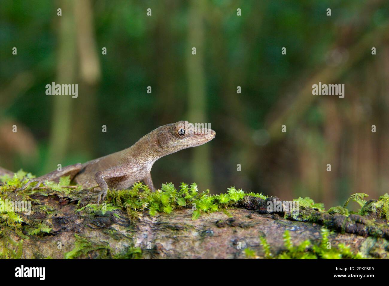 Slender adult Anolis fuscoauratus (Anolis fuscoauratus), standing on a ...