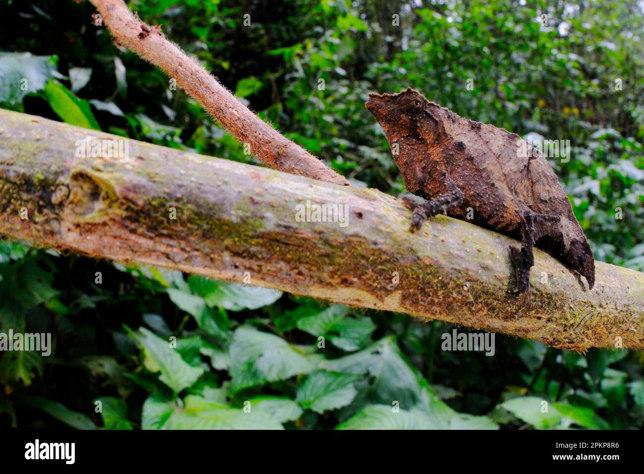 Boulenger's Pygmy Chameleon, Boulenger's Pygmy Chameleons, Other ...