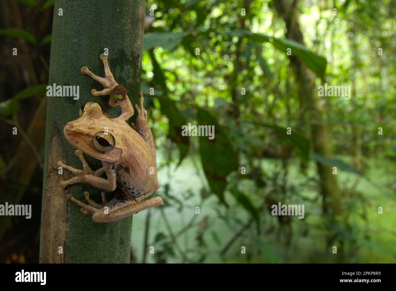 Gunther's Banded Treefrog (Hypsiboas fasciatus) adult, clinging to trunk in tropical forest ...