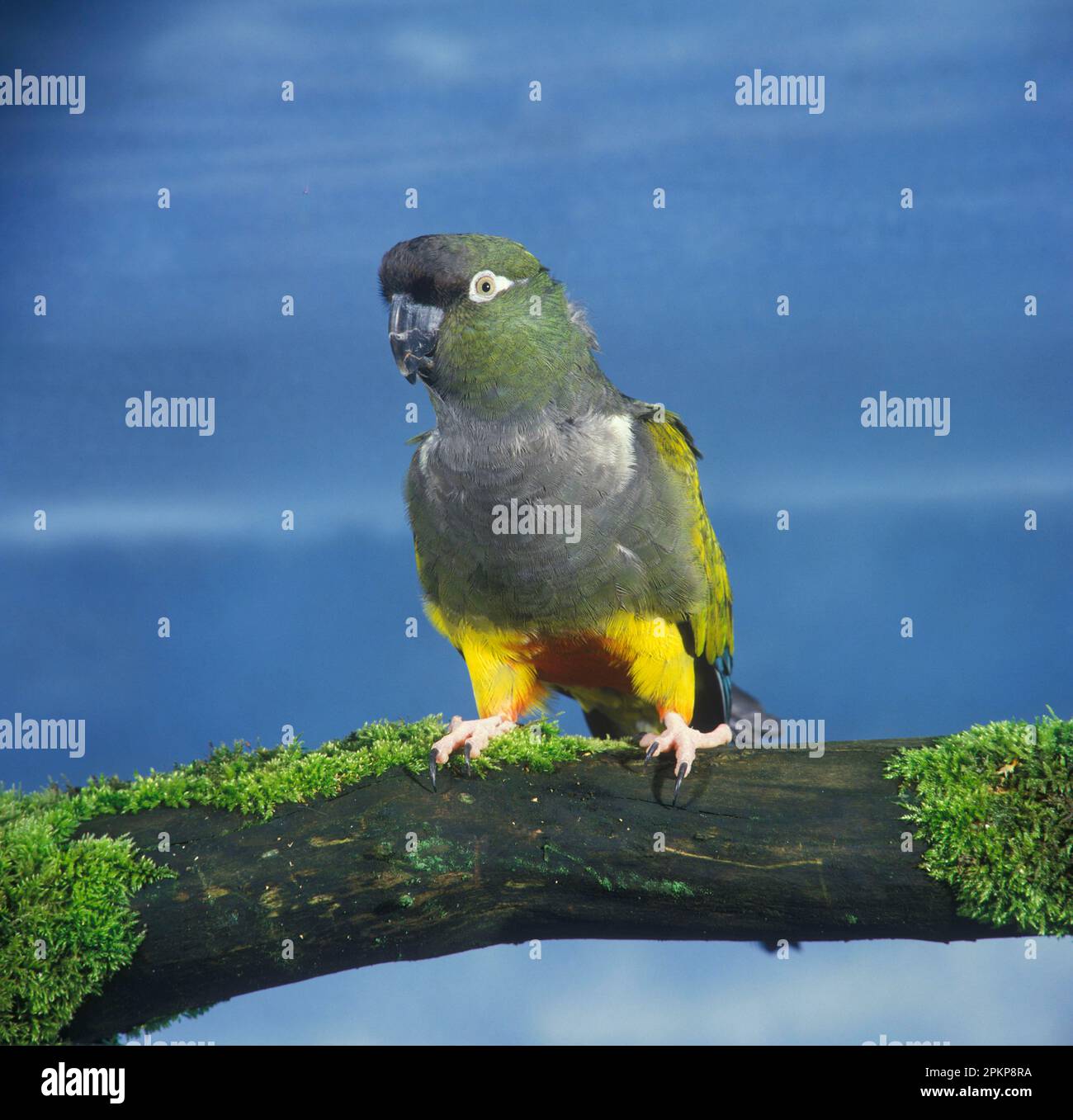 Burrowing parrot chile hi-res stock photography and images - Alamy