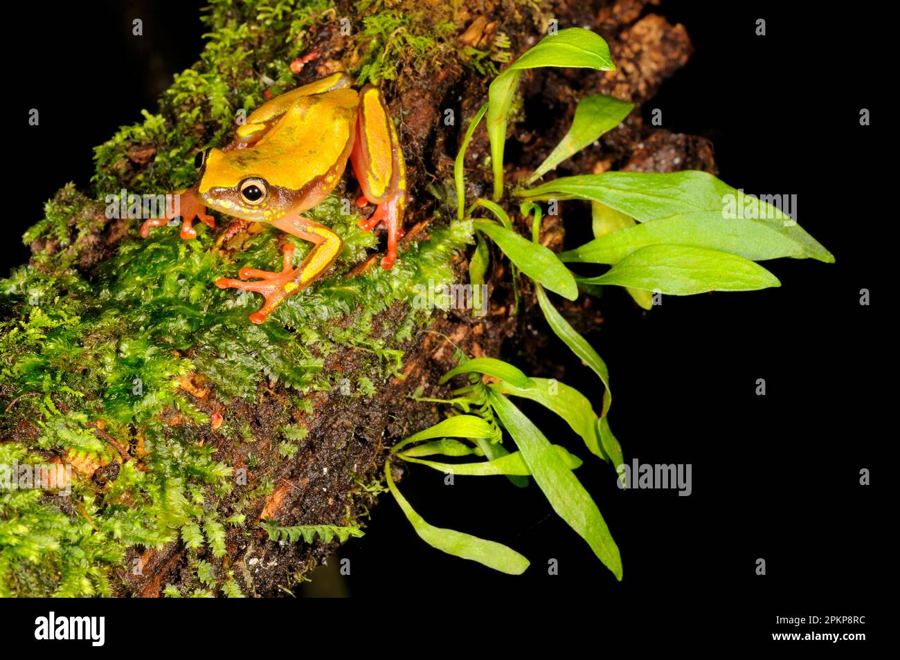 African reed frog hyperolius hi-res stock photography and images - Alamy