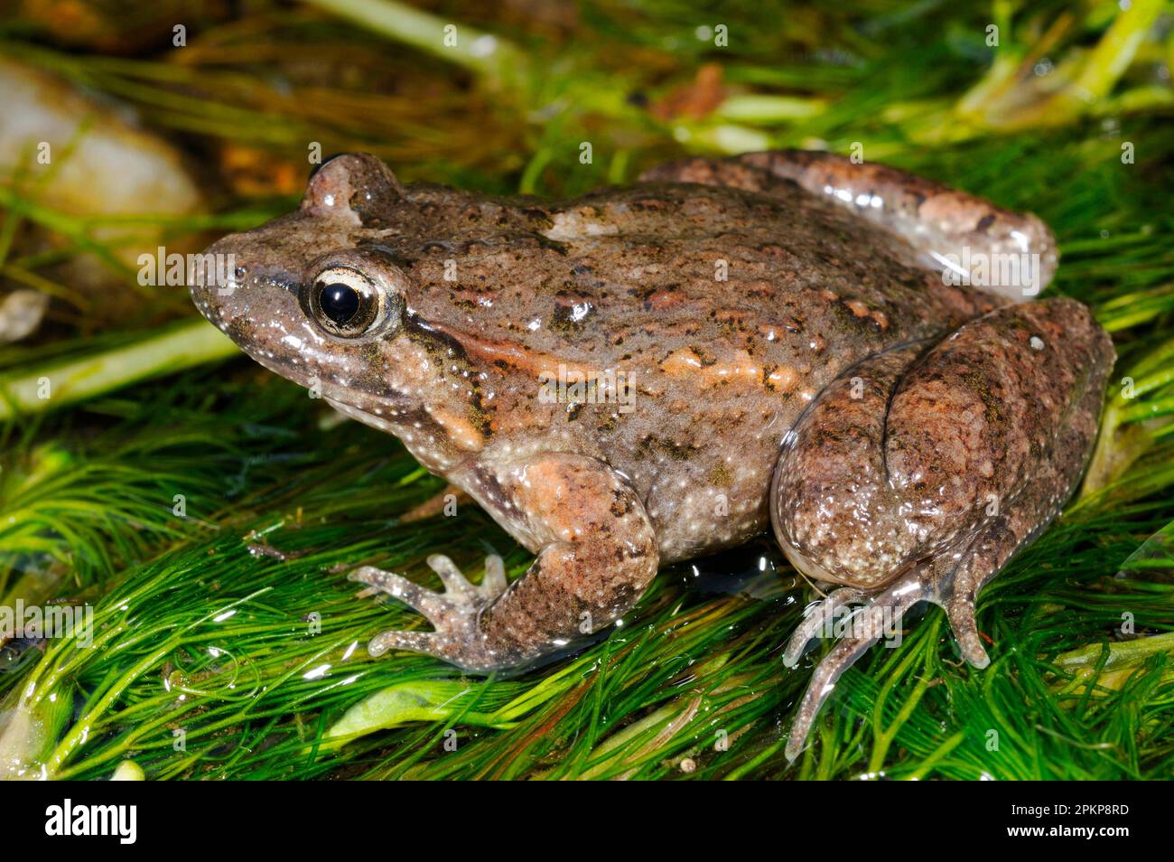 Tyrrhenian Painted Frog (Discoglossus sardus) adult, sitting on aquatic ...