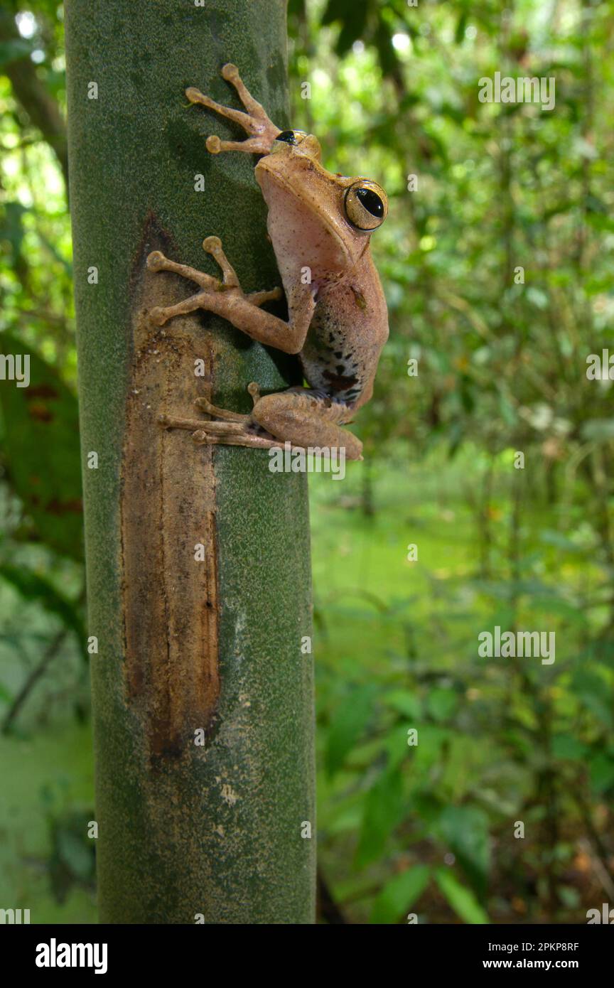 Dios ama hi-res stock photography and images - Alamy