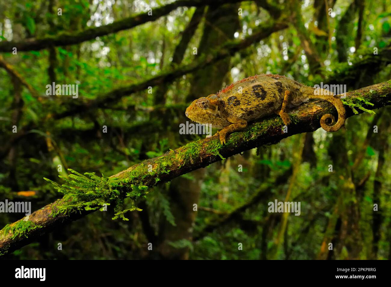 Montane rainforest habitat hi-res stock photography and images - Alamy