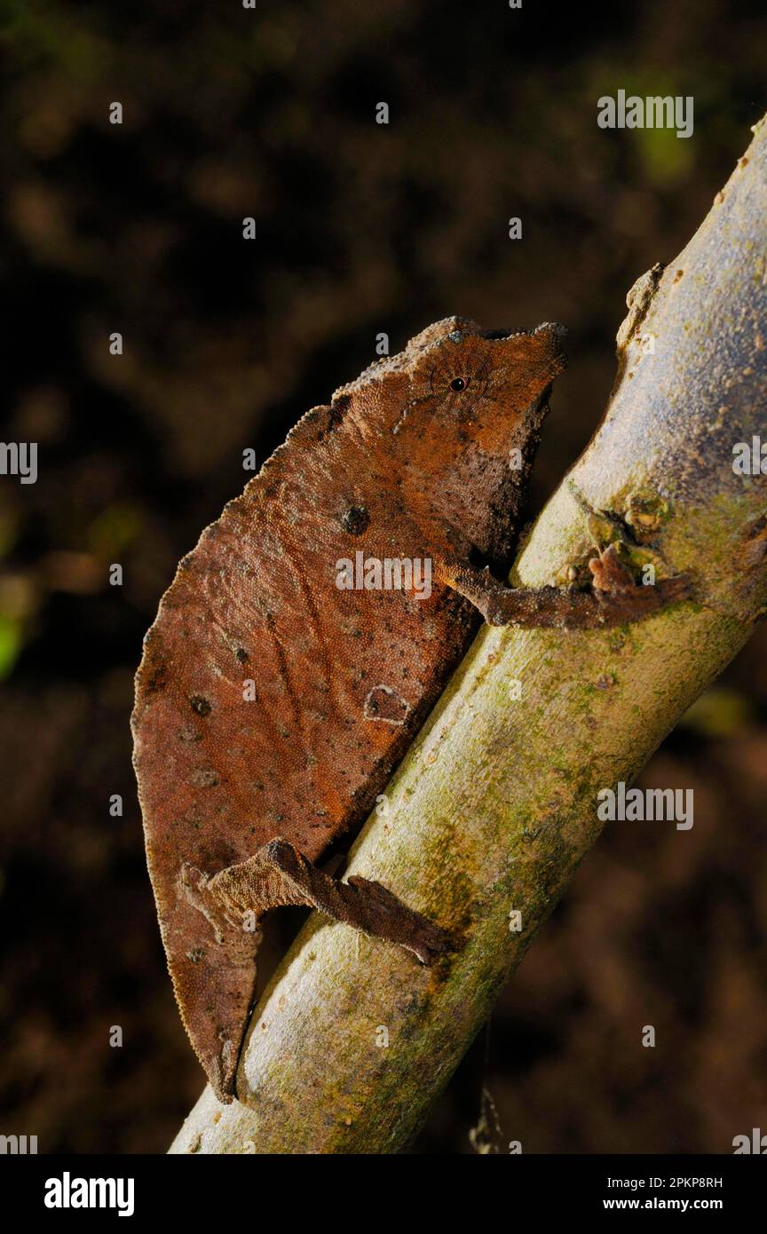 Boulenger's Pygmy Chameleon, Boulenger's Pygmy Chameleons, Other ...