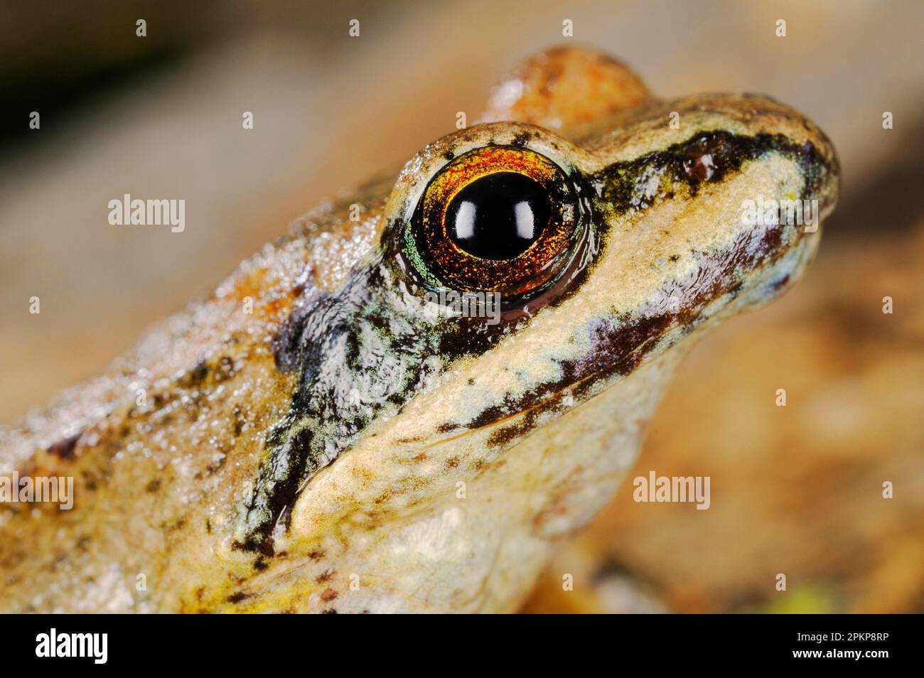 Pyrenean Frog (Rana pyrenaica) adult, close-up of head, Ordesa Valley ...