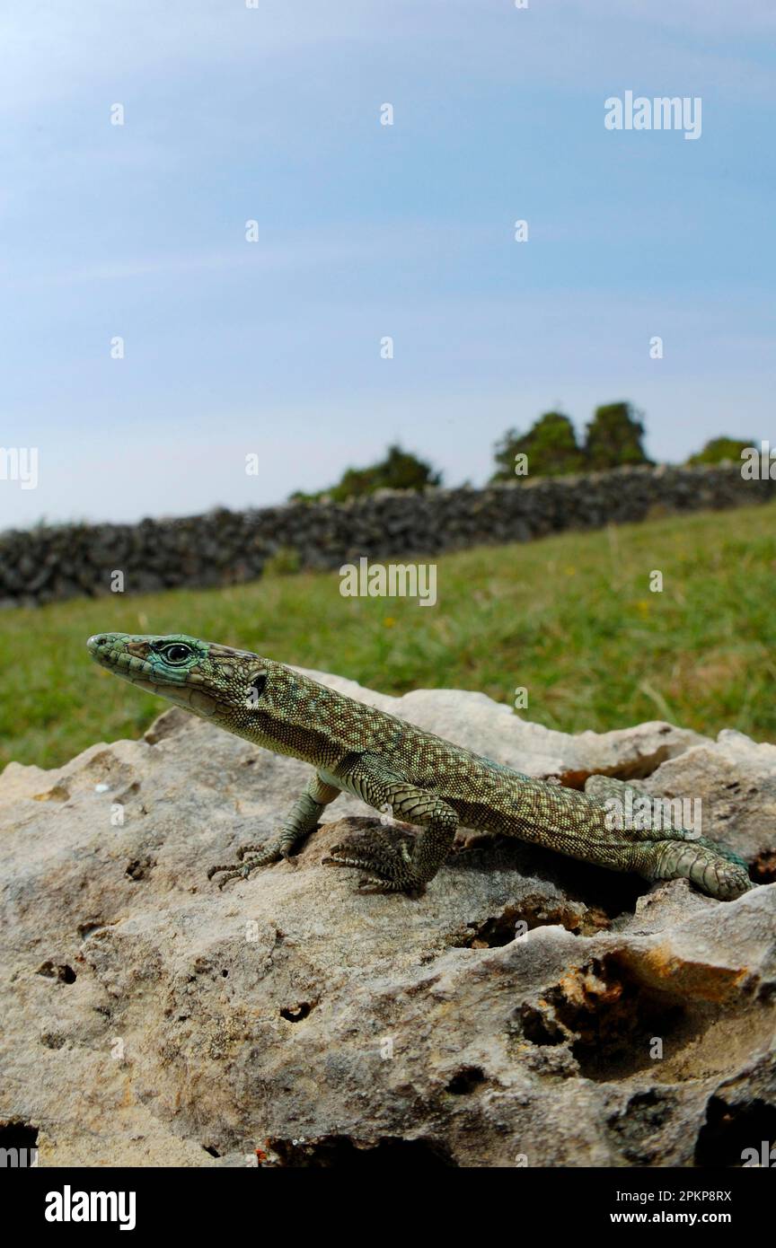 Archaeolacerta oxycephala oxycephala, sharp-snouted rock lizard ...