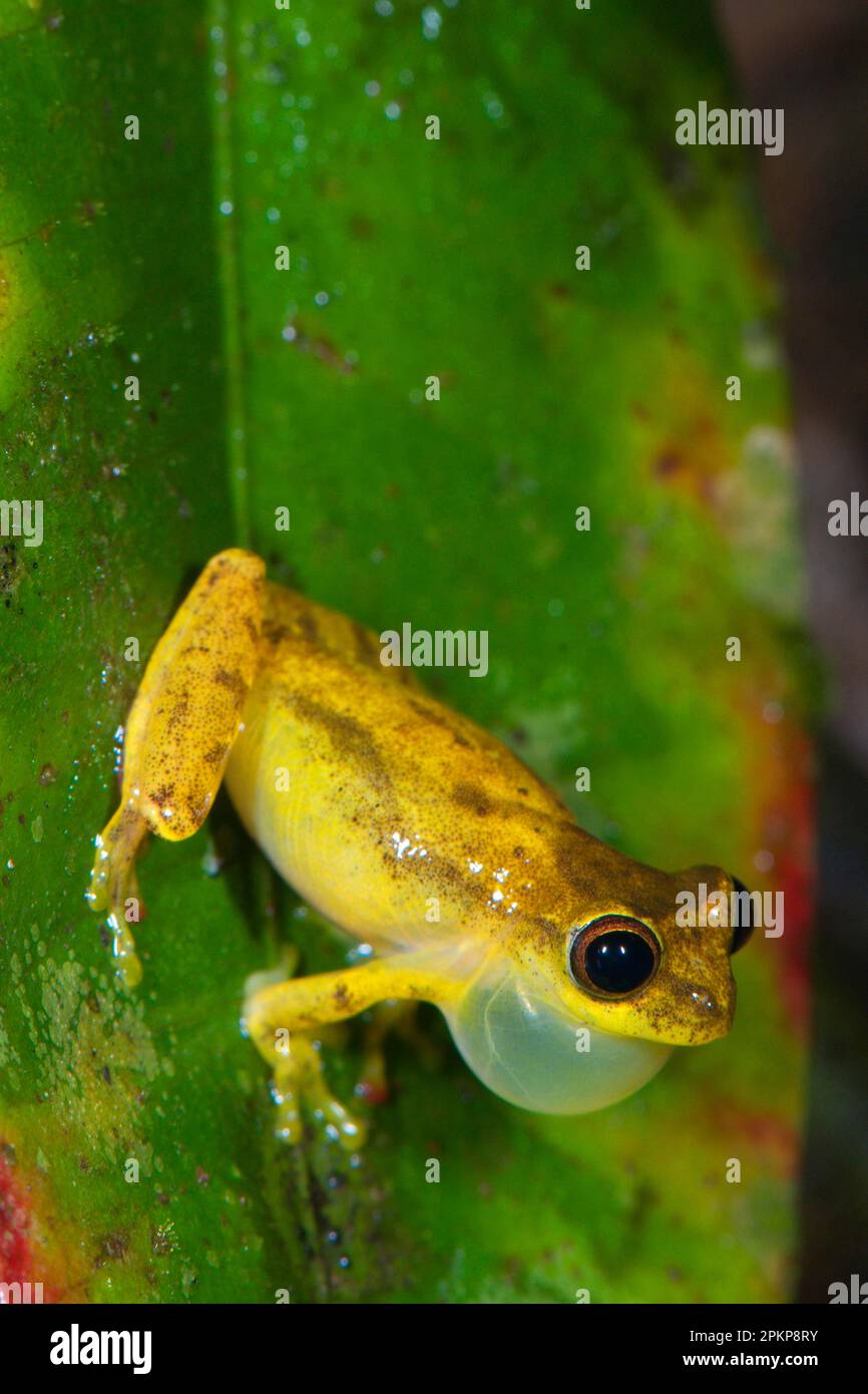 Small tree frog (Dendropsophus minutus), adult male, calling, with ...