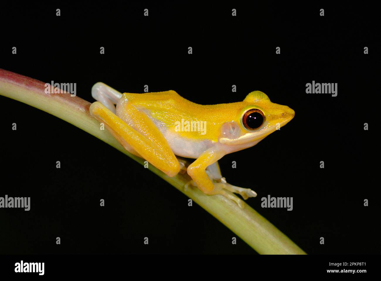 Copper-cheeked Treefrog (Hylarana raniceps) adult, in primary ...