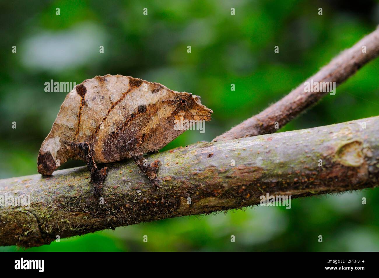 Boulenger's Pygmy Chameleon, Boulenger's Pygmy Chameleons, Other ...