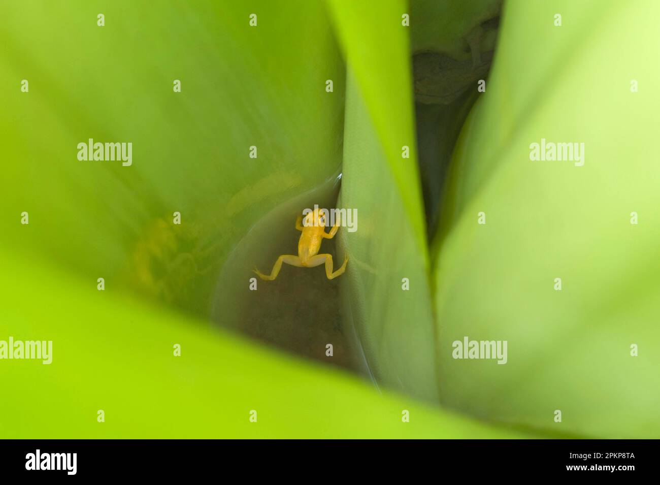 Golden poison dart frog (Colostethus beebei) adult, in the basin of the ...