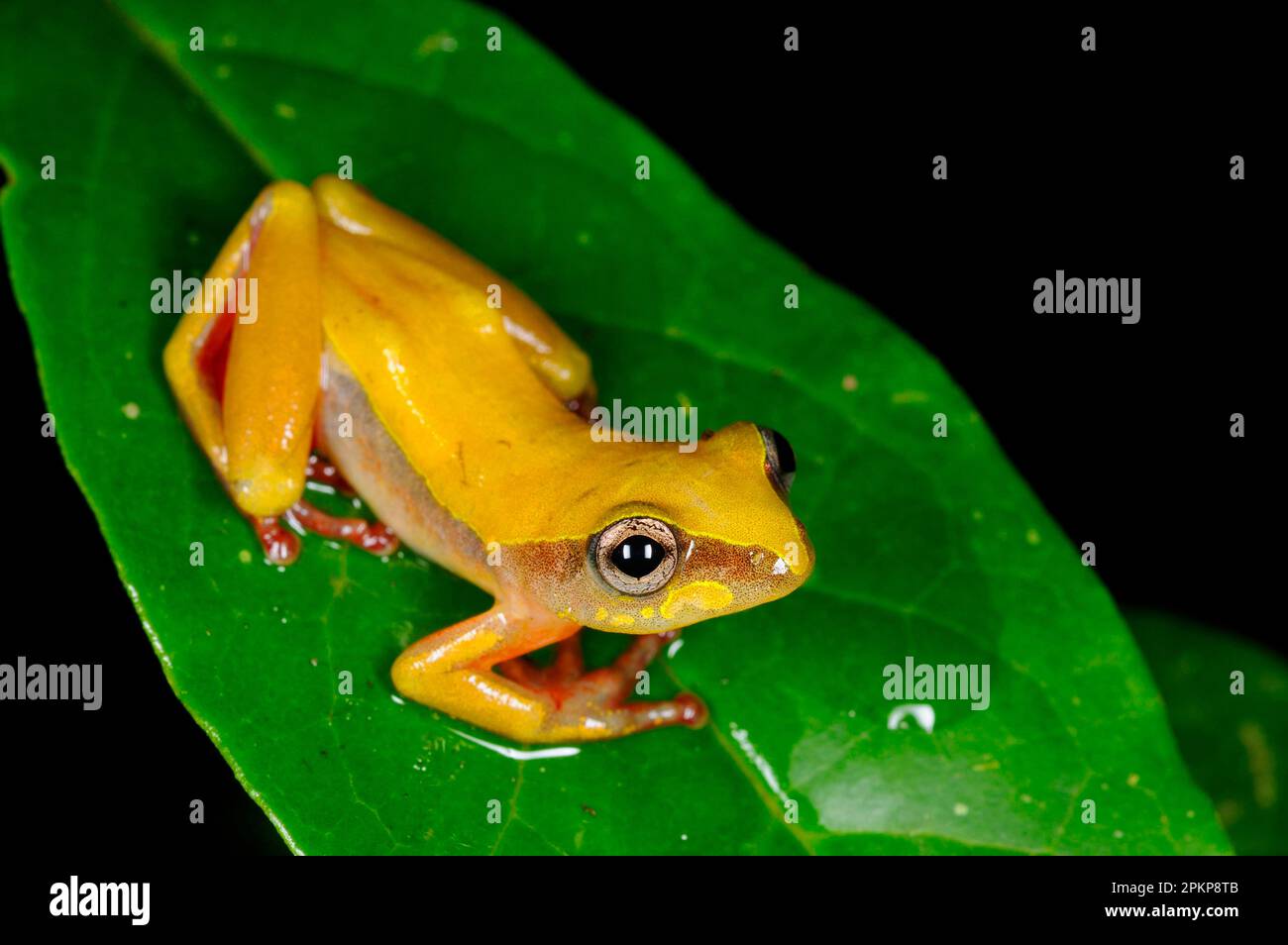 Brown reed frog, Amphibians, Other animals, Frogs, Animals, Montane ...