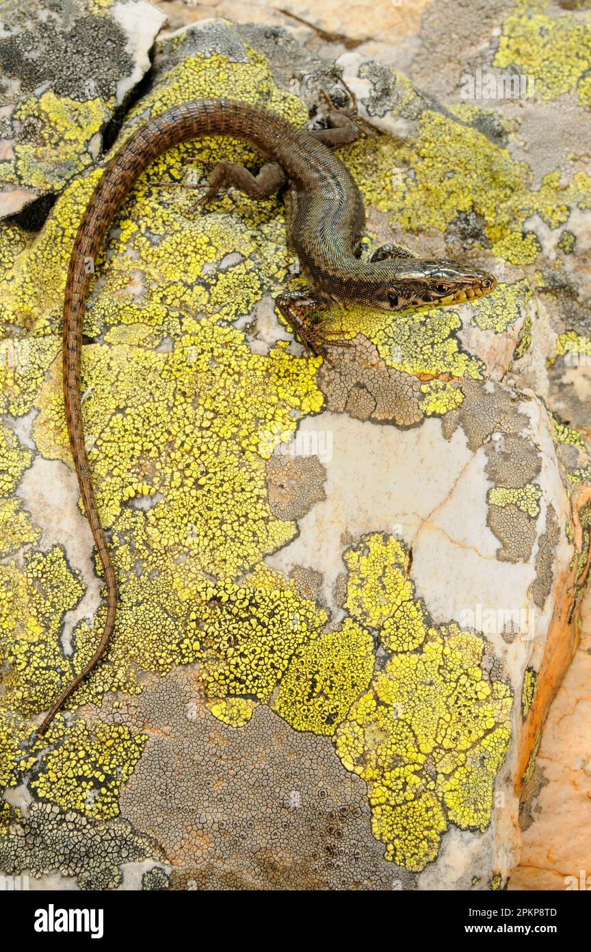 Martinezricai, martinez-rica's rock lizard (Iberolacerta martinezricai ...