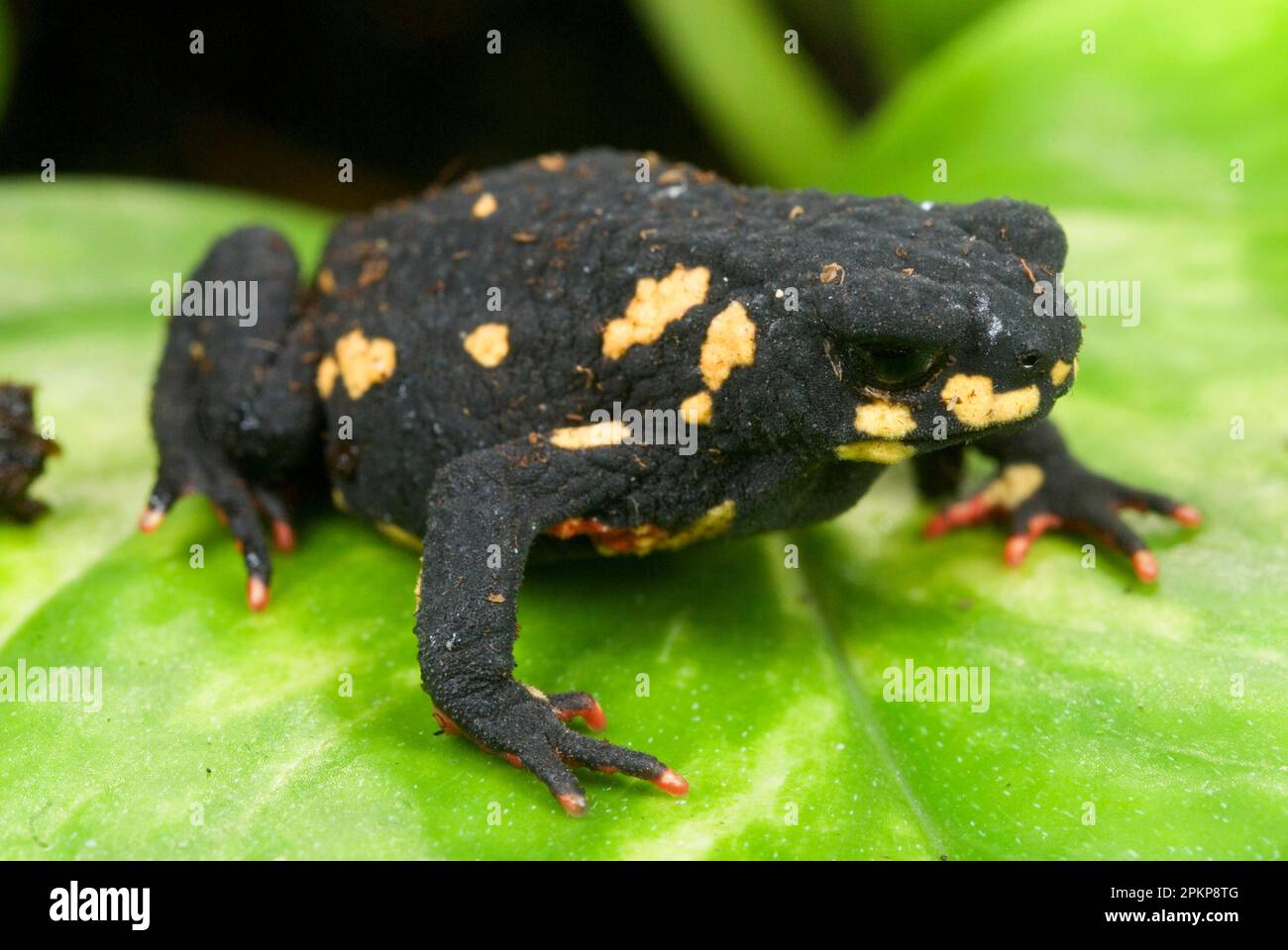 Black Toad, Amphibians, Other animals, Frogs, Toad, Toads, Animals ...