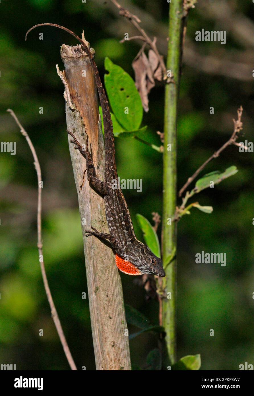 Jamaican jamaican gray anole (Anolis lineatopus), adult male, with ...