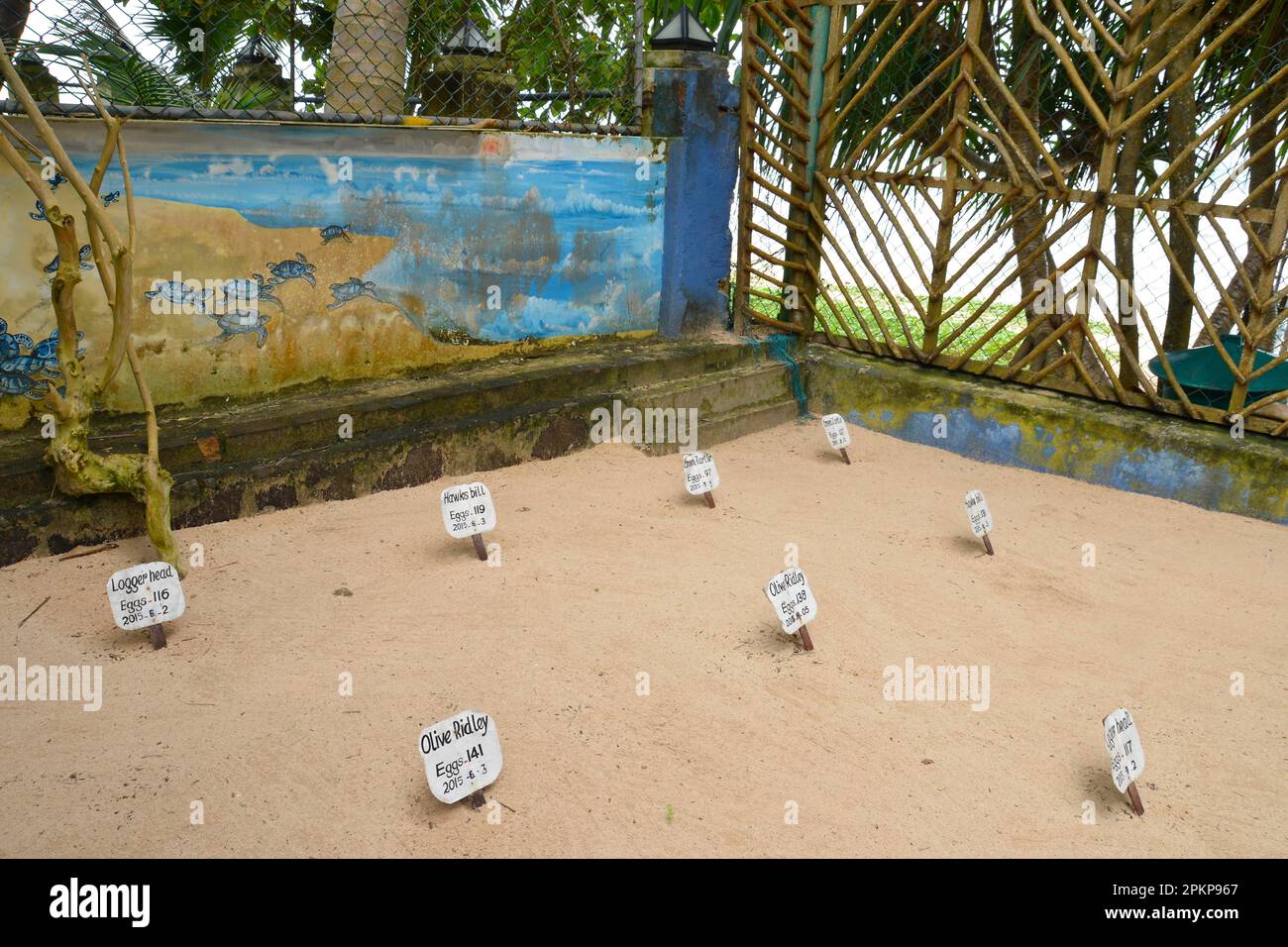 Turtle farm, Koggala, Sri Lanka, Asia Stock Photo - Alamy