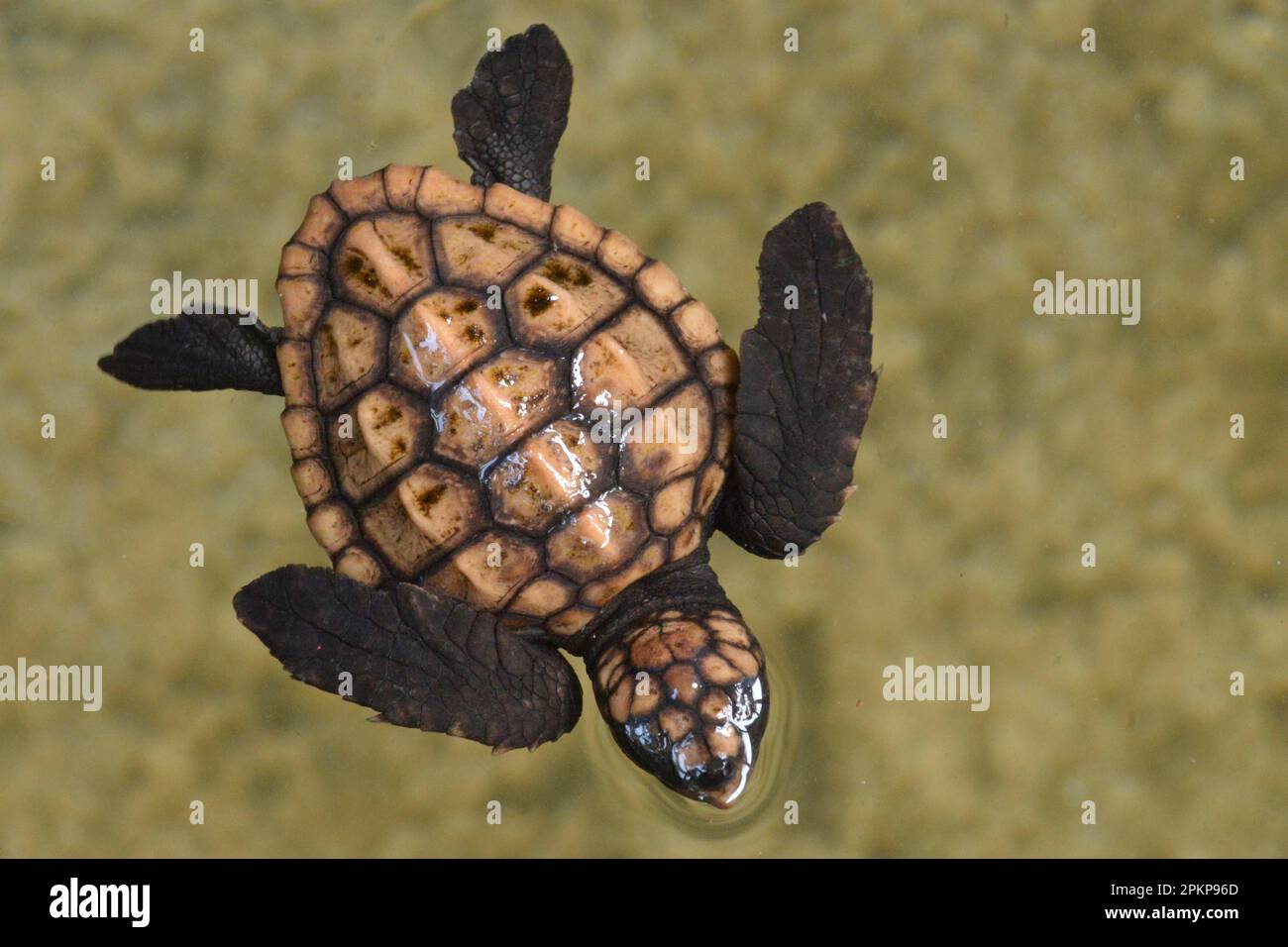 Young turtle, turtle farm, Koggala, Sri Lanka, Asia Stock Photo - Alamy