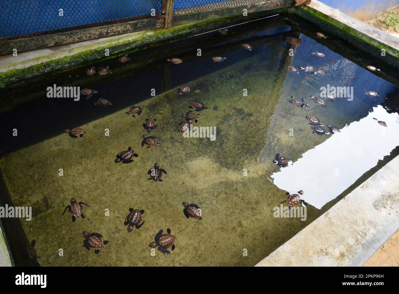 Young turtles, turtle farm, Koggala, Sri Lanka, Asia Stock Photo - Alamy